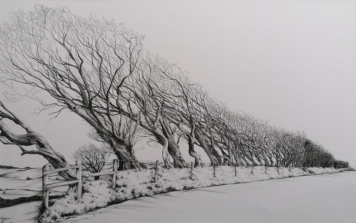 Artists - Devon Artist Network